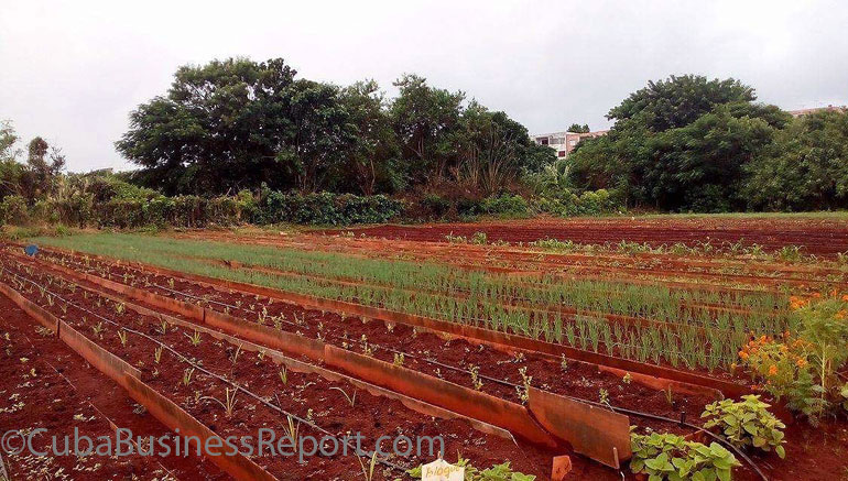 CUBA’S Agricultural Revolution: the Cooperative Farms