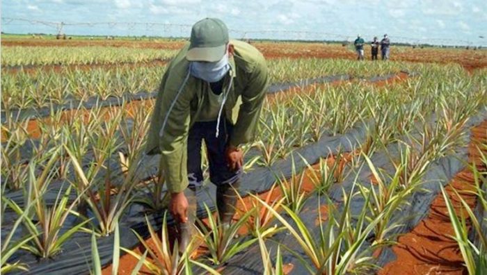 Pineapple Exports Will Grow in 2020 Despite the Coronavirus