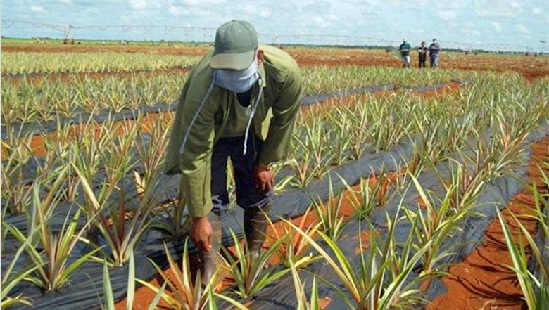 Pineapple Exports Will Grow in 2020 Despite the Coronavirus